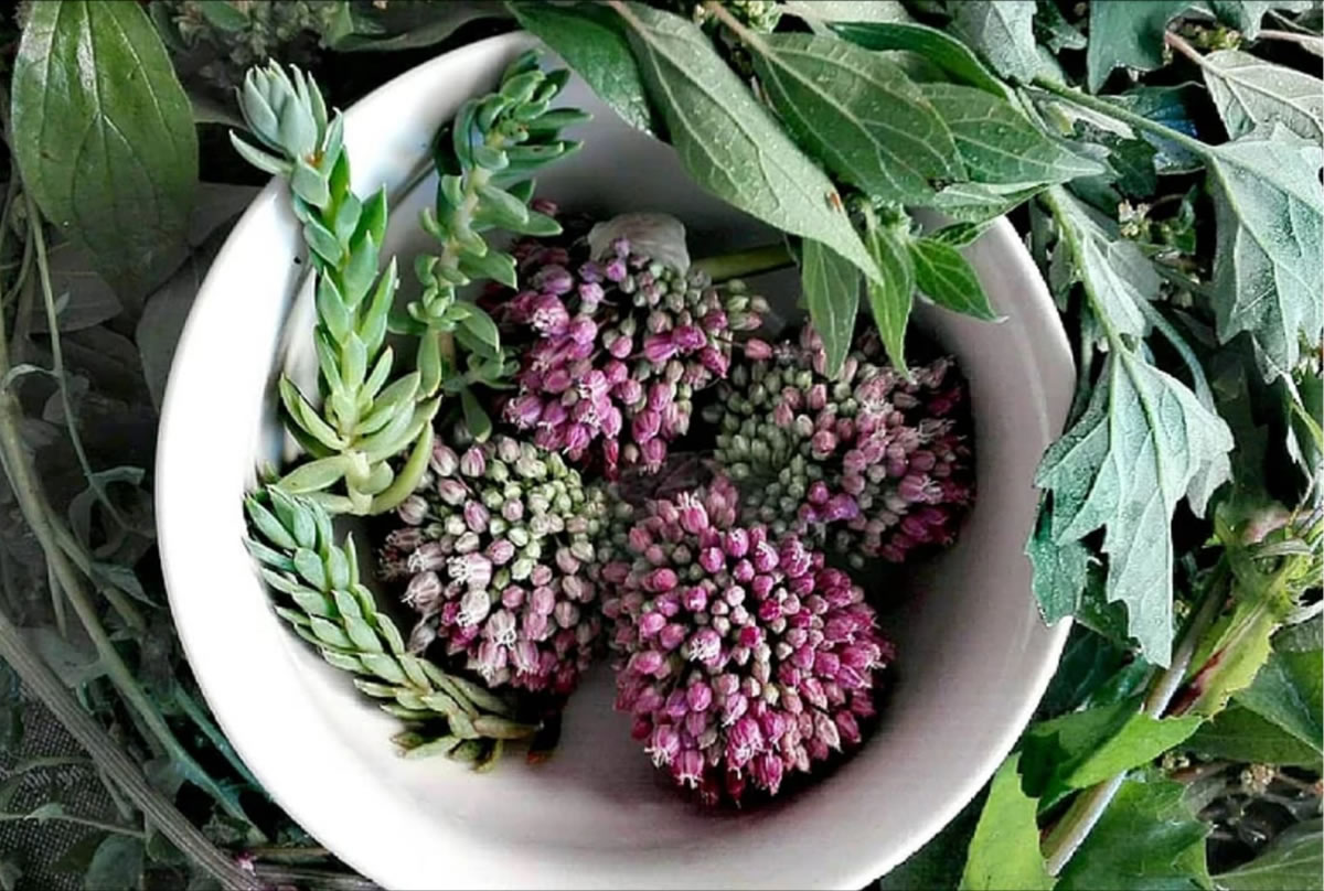 Passejada gastronòmica per conèixer les plantes silvestres comestibles ...